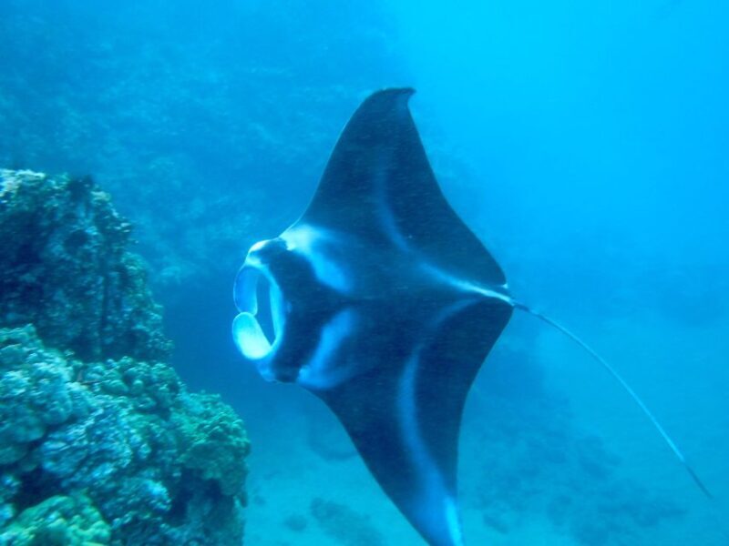 South Maui: Premium Turtle Town Kayak and Snorkel Tour - An In-Depth Look at the Tour Experience