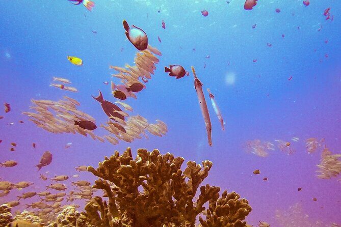 South Maui Shore Dive - Introduction to the South Maui Shore Dive