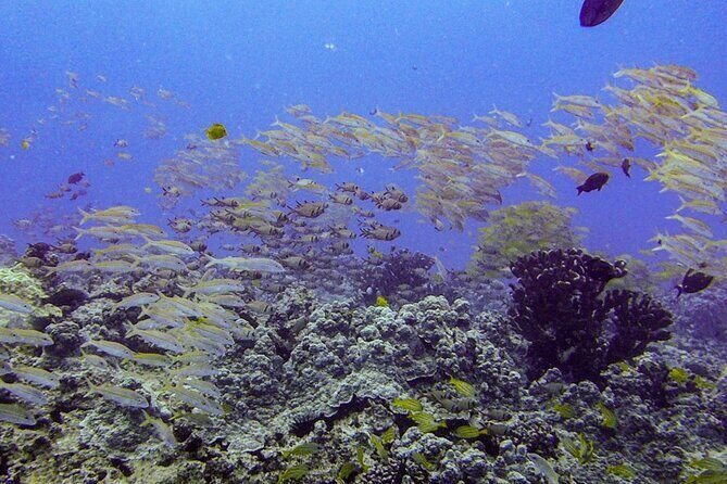 South Maui Shore Dive - What the Tour Includes and Excludes