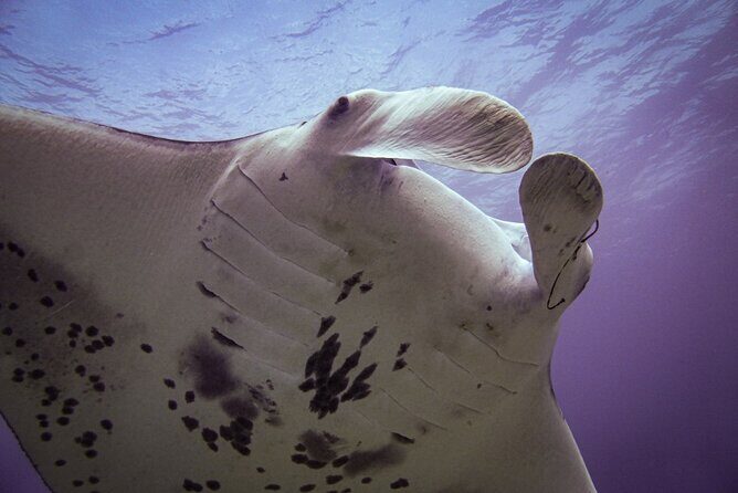 South Maui Shore Dive - Logistics and Practicalities