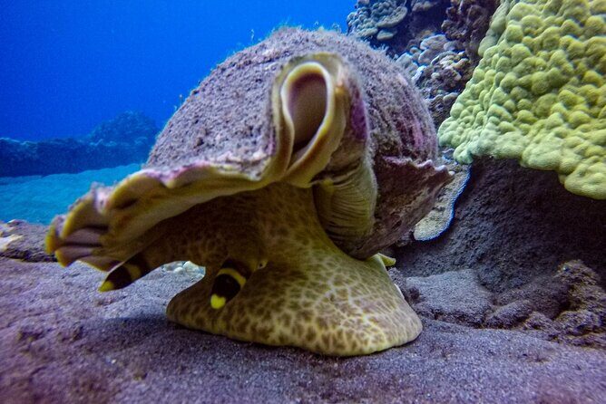 South Maui Shore Dive - Review Highlights and Authentic Voices