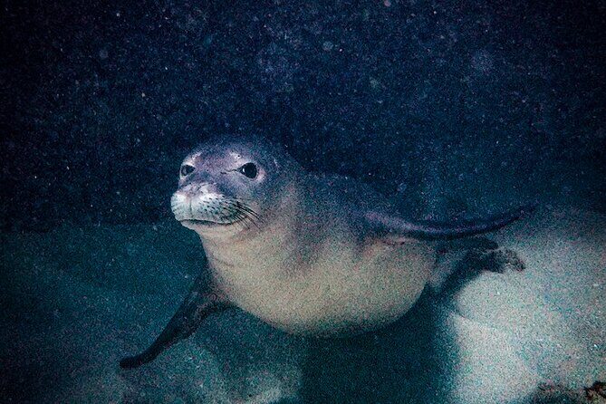 South Maui Shore Dive - The Sum Up: Who Will Love This Tour?