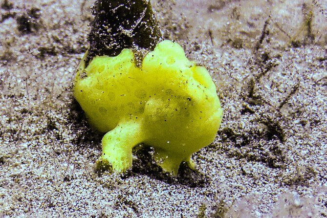 South Maui Shore Dive - FAQs
