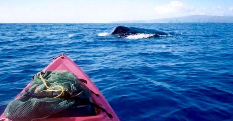 South Maui: Whale Watch Kayaking and Snorkel Tour in Kihei - An In-Depth Look at the Tour Experience