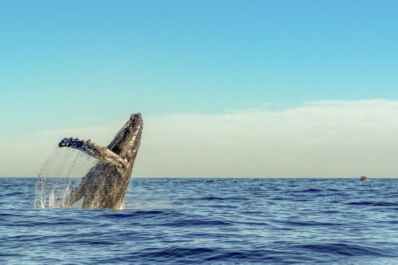 South Maui: Whale Watch Kayaking and Snorkel Tour in Kihei - The Reviews Speak Volumes