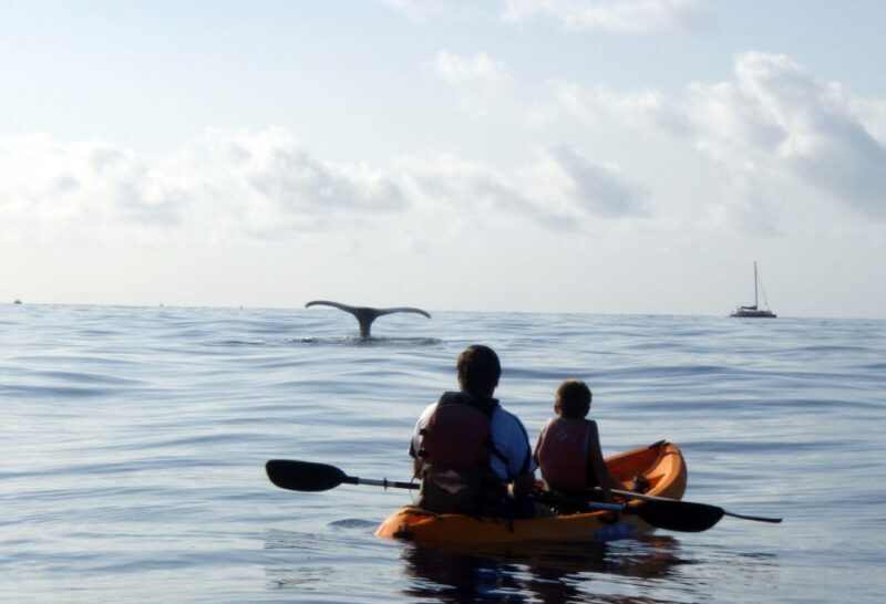 South Maui: Whale Watch Kayaking and Snorkel Tour in Kihei - The Sum Up