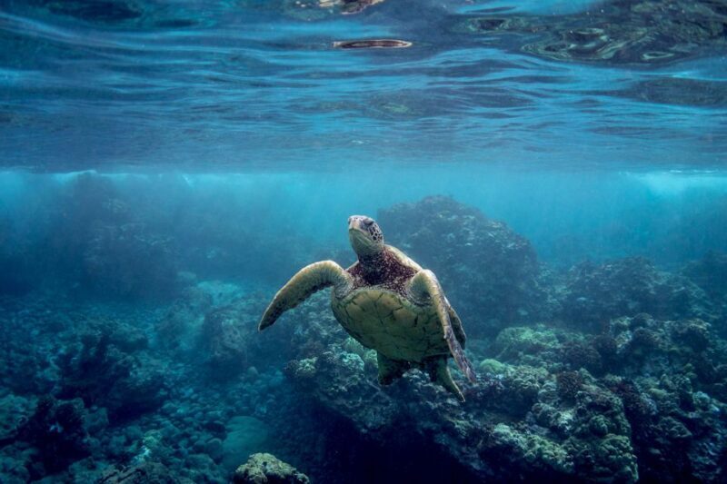 South Maui: Whale Watch Kayaking and Snorkel Tour in Kihei - FAQs