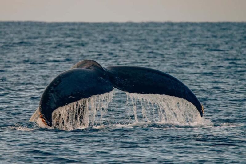 South Maui: Whale Watch Sail with Live Immersive Whale Songs - Key Points