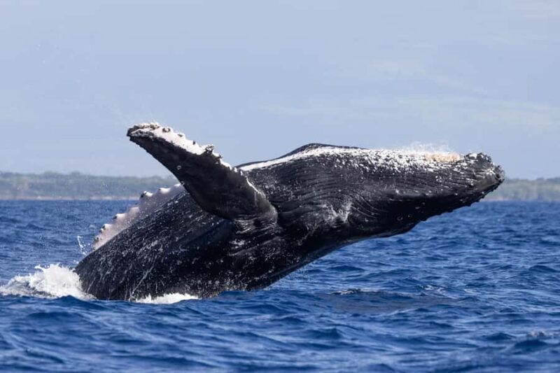 South Maui: Whale Watch Sail with Live Immersive Whale Songs - Pricing and Value