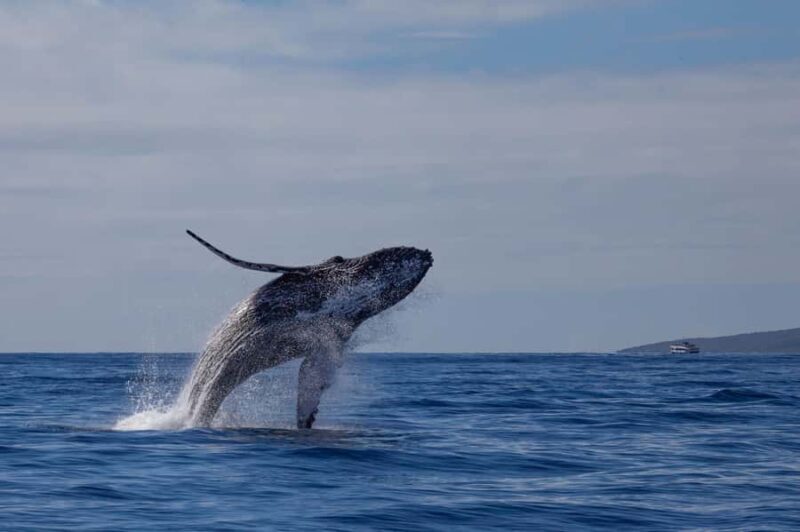 South Maui: Whale Watch Sail with Live Immersive Whale Songs - FAQ