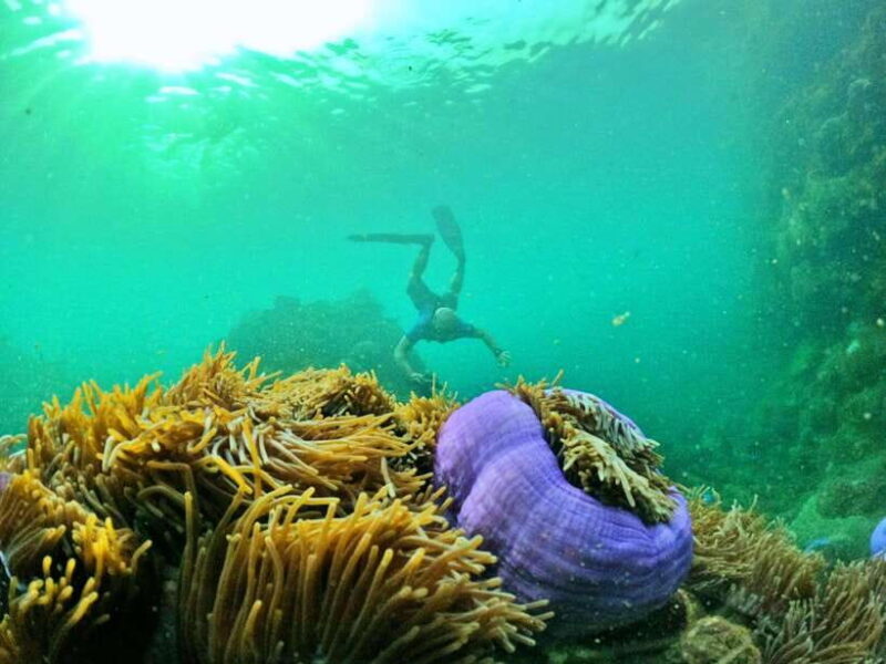 South Phu Quoc: Pro Snorkeling Tour by Speedboat - Who is This Tour Best For?