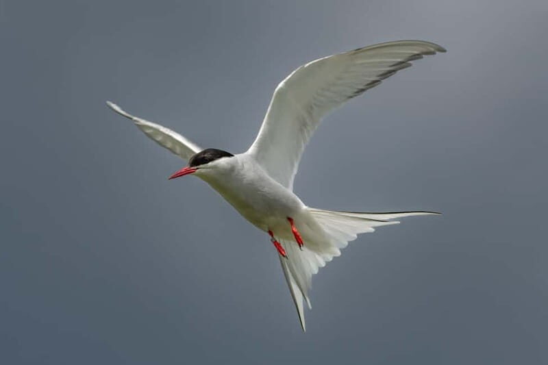 South Queensferry: Birdwatching Cruise with RSPB Guide - South Queensferry: Birdwatching Cruise with RSPB Guide — A Detailed Review