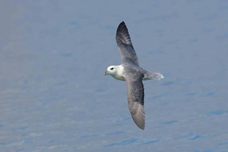 South Queensferry: Birdwatching Cruise with RSPB Guide - Wildlife and Birdwatching Highlights