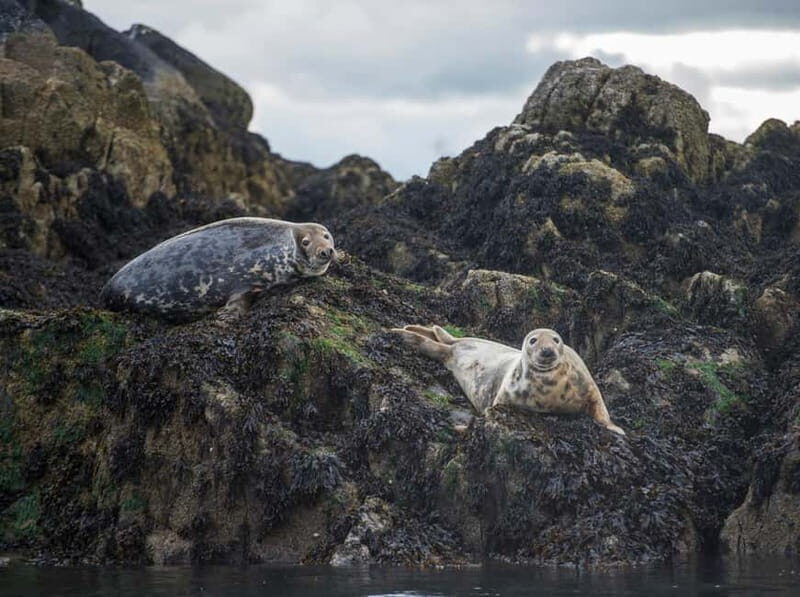 South Queensferry: Birdwatching Cruise with RSPB Guide - FAQs