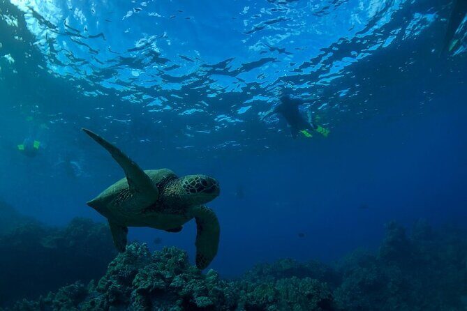South Shore Turtle Kayak and Snorkel Experience - An Introduction to the Maui Kayak and Snorkel Adventure