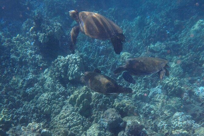 South Shore Turtle Kayak and Snorkel Experience - Practical Details You Need to Know
