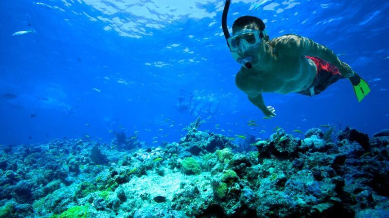 South Tenerife: Guided Snorkeling - Key Points