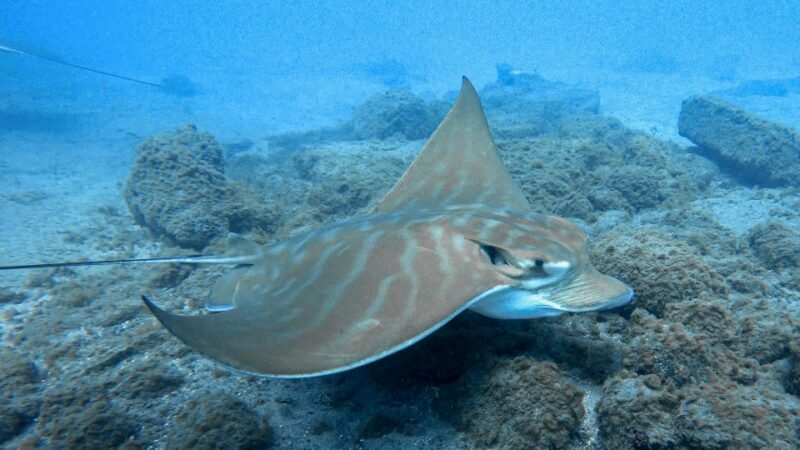 South Tenerife: Guided Snorkeling - Additional Details & Practical Info
