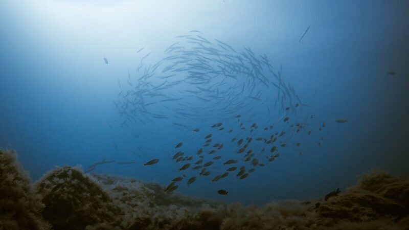 South Tenerife: Guided Snorkeling - The Bottom Line: Who Will Love This Tour?