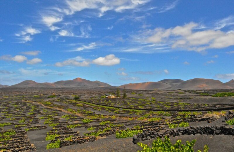 South Tour: Timanfaya National Park - Exploring La Geria & Tasting Local Wines