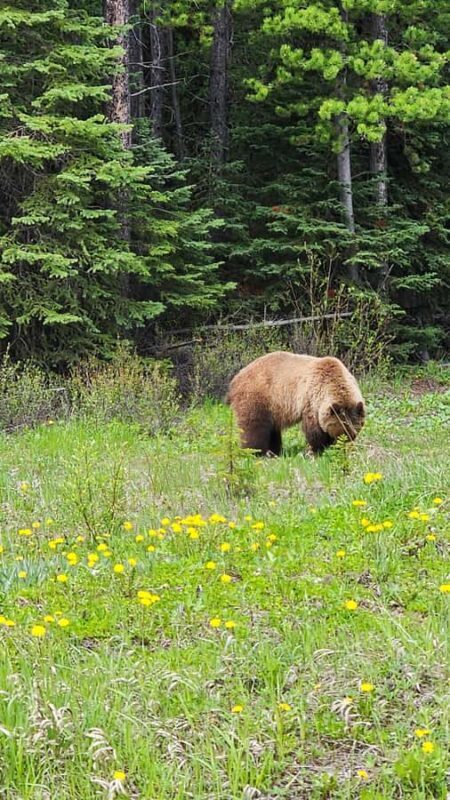 Southern Alberta: Canadian Rockies Guided Side by Side Tour - Visiting Ghost Towns and Plane Crash Sites