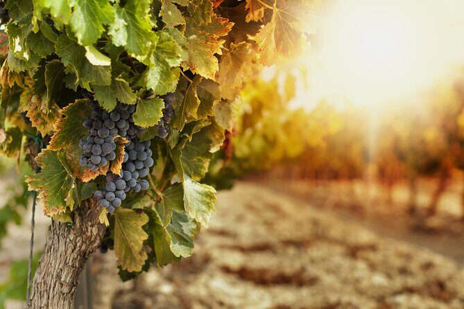 Southern Arizona Private Wine Tour South of Tucson - Sonoita-Elgin Vineyards - Transportation and Duration: Comfort and Convenience