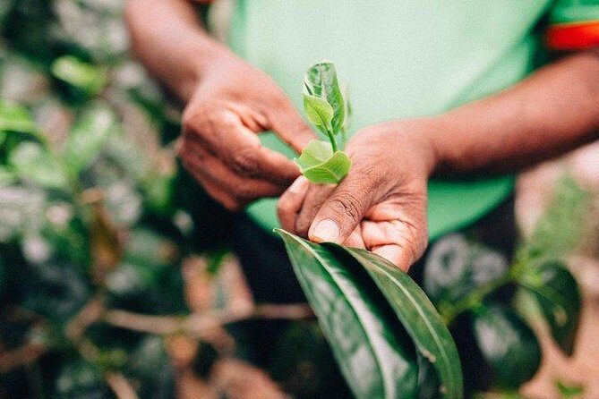 Southern Coast Highlights from Ahangama - Exploring Sri Lanka’s Southern Coast: A Day Tour Worth Your Time