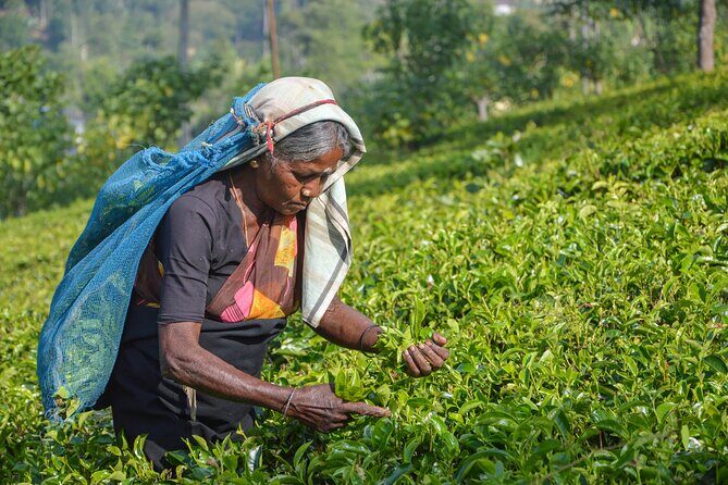 Southern Coast Highlights from Beruwala - FAQs