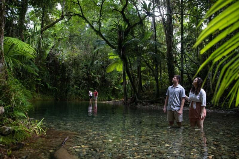 Southern Daintree Explorer Tour - Half Day - Introduction