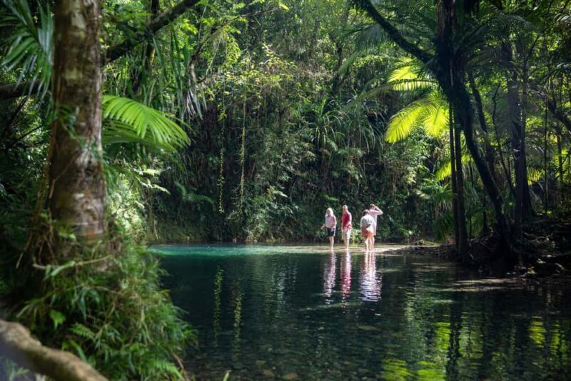 Southern Daintree Explorer Tour - Half Day - Key Points