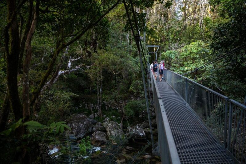 Southern Daintree Explorer Tour - Half Day - Authenticity and Travel Experience