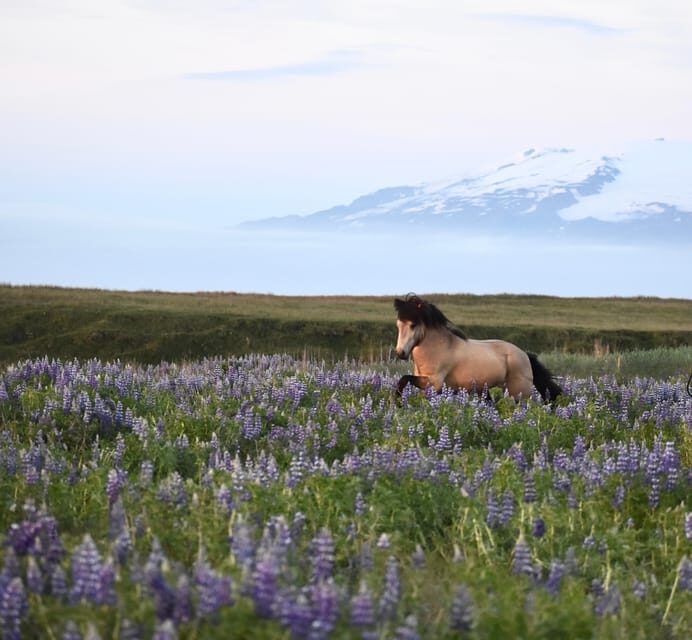 southern Iceland: Black beach riding tour - Discovering Iceland on Horseback: What to Expect