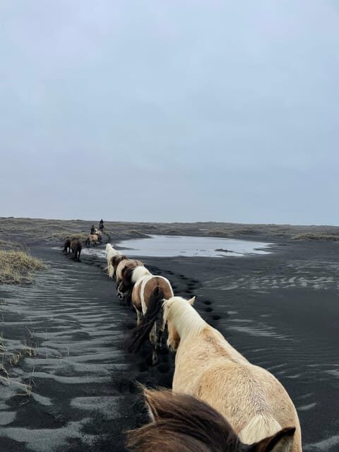 southern Iceland: Black beach riding tour - Final Thoughts