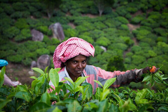 Southern India: Where Culture Meets Nature - An In-Depth Look at the Tour Experience