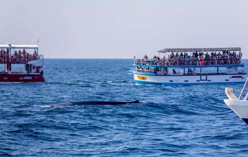 Southern Seas Discovery: Galle to Whale Watching Mirissa - Key Points