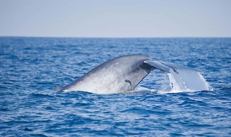 Southern Seas Discovery: Galle to Whale Watching Mirissa - A Deep Dive into the Experience