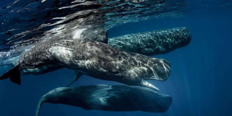 Southern Sri Lanka: Sea, Sand & Marine Life 2-Day Tour - Practicalities and Tips