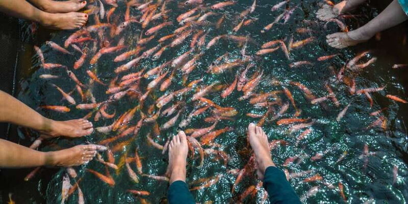 Southern Sri Lanka: Sea, Sand & Marine Life 2-Day Tour - FAQ