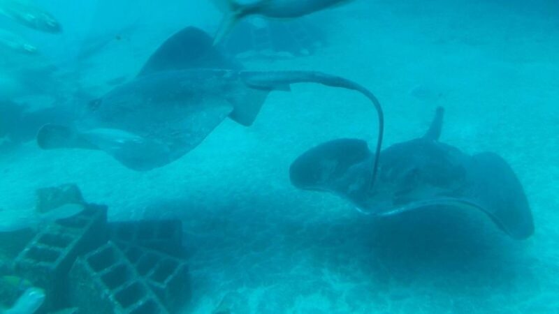 Southern Tenerife: 50-Minute Submarine Dive - The Sum Up