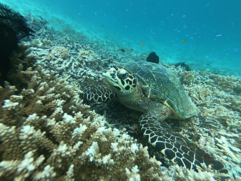 SouthWest Secret Gili,Gili Layar,Gili Gede&Gili Rengit - Who Will Love This Tour?