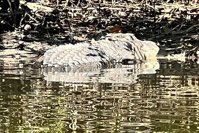 Space Coast Manatee & Coastal Wildlife Kayak Tour - Summary