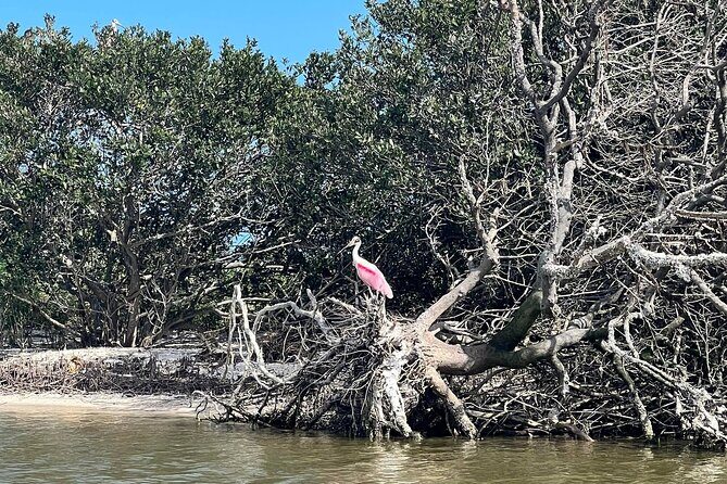 Space Coast Manatee & Coastal Wildlife Kayak Tour - Who is This Tour Best For?