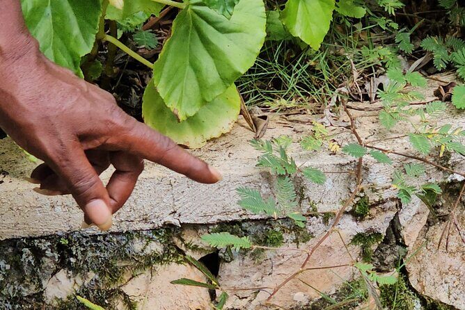 Spanish, French Full Day Tour in St Ann, Jamaica - Who Will Love This Tour?