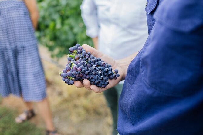 Sparkling Masterclass with Vineyard Tour and 4 Course Lunch - An In-Depth Look at the Sparkling Masterclass Experience