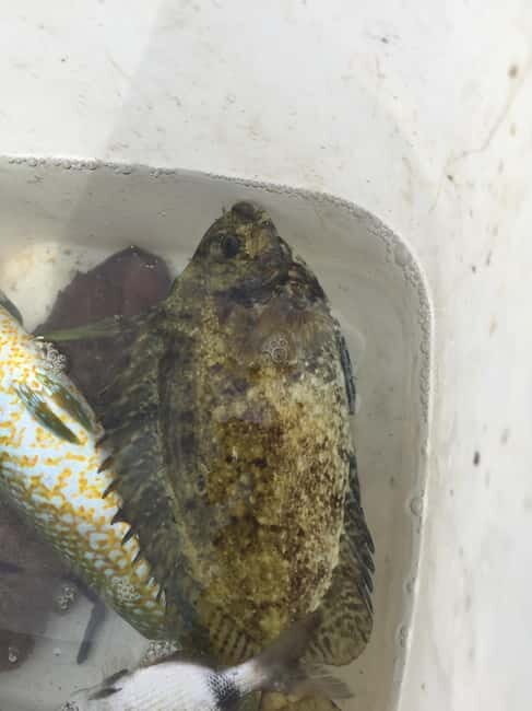 Spearfishing Fishing Tour with Seafood Lunch at the Beach - Who Should Consider This Tour?