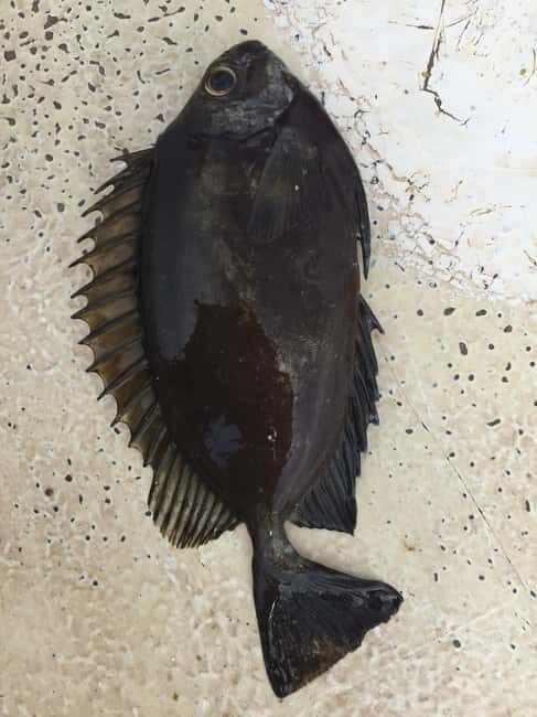 Spearfishing Fishing Tour with Seafood Lunch at the Beach - Final Thoughts