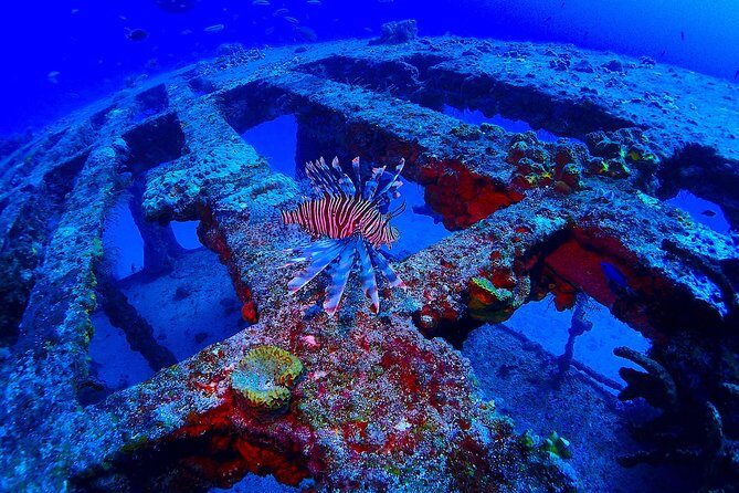 SPECIAL!! 2 Tank Wreck & Drift Reef dives - Who Will Love This Tour?