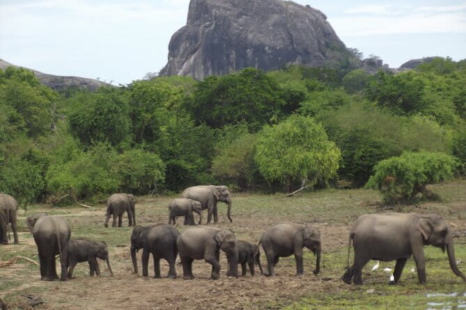 Special Elephants Safari from hambantota Port - Key Points