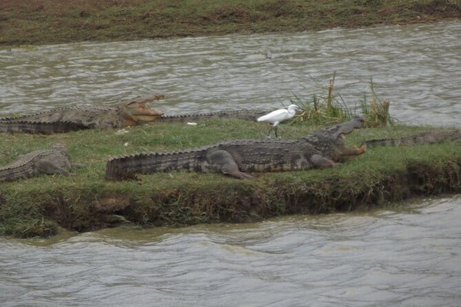 Special Elephants Safari from hambantota Port - The Itinerary: What You Can Expect