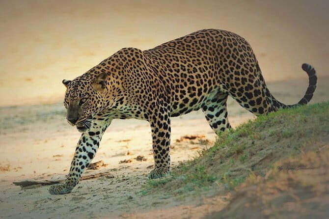 Special Elephants Safari from hambantota Port - Authentic Insights from Reviewers